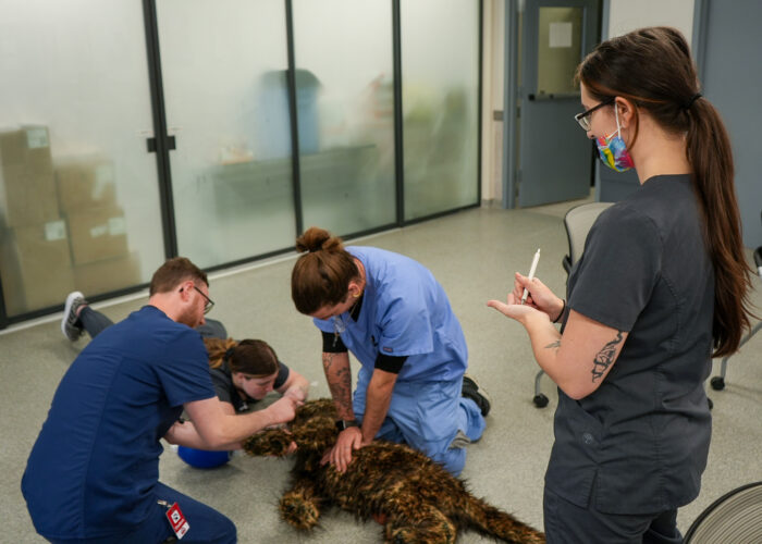 Externship - Mount Laurel Animal Hospital
