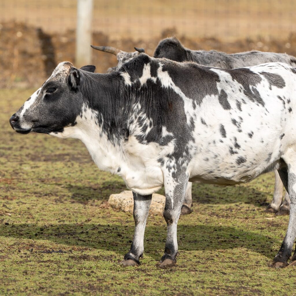 Farm Animals - Mount Laurel Animal Hospital