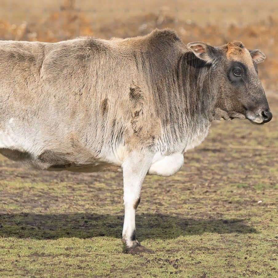 Farm Animals - Mount Laurel Animal Hospital